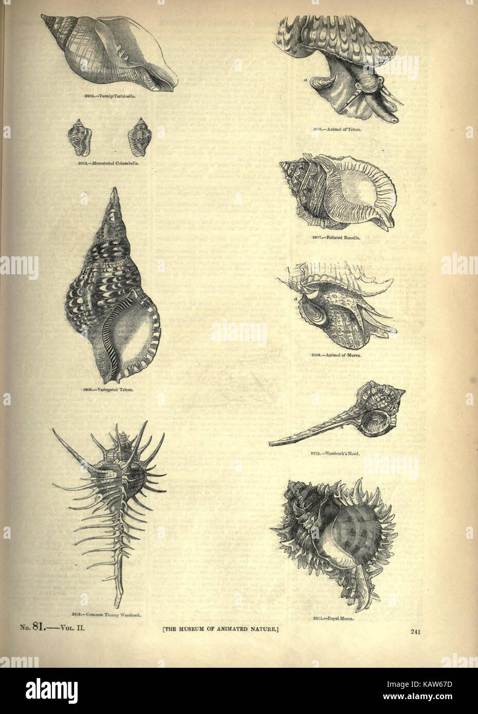 The pictorial museum of animated nature (Page 241) (7740090908 Stock ...