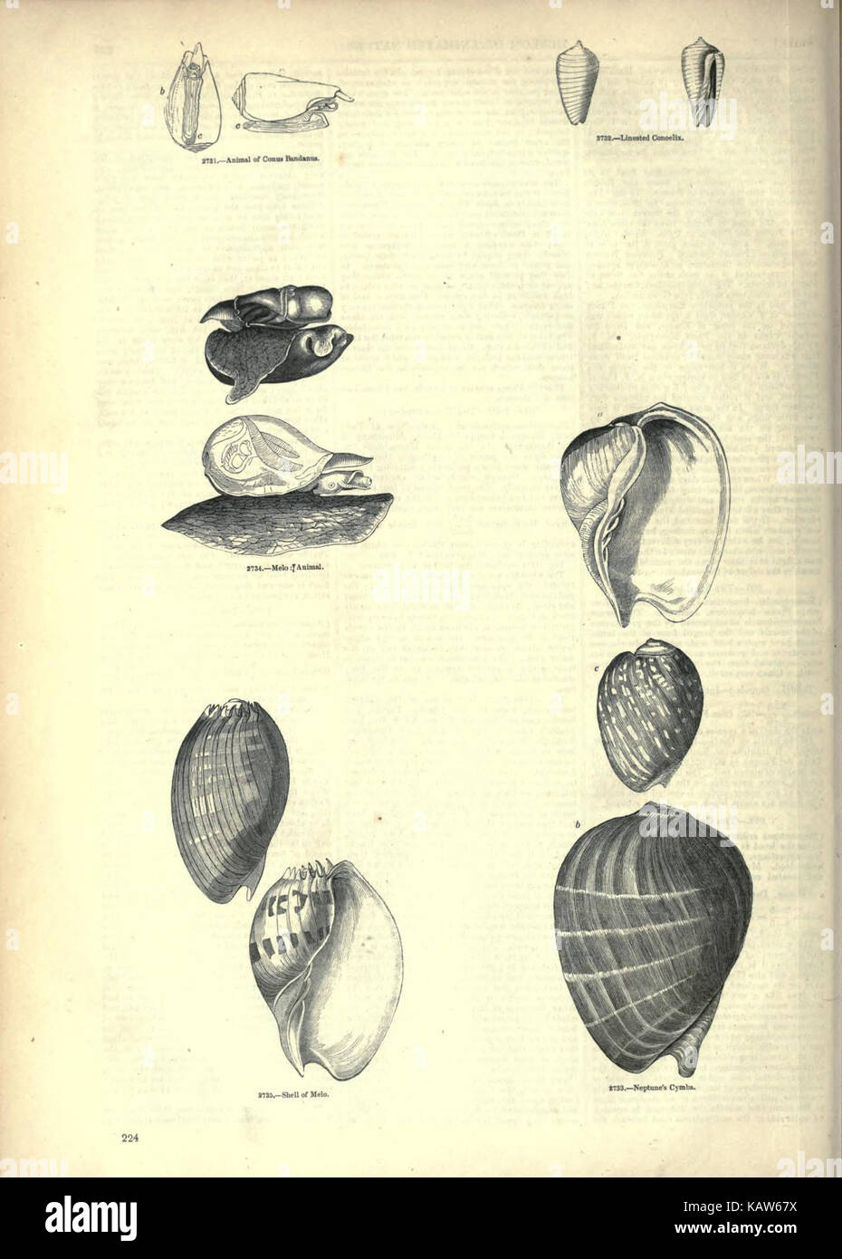 The pictorial museum of animated nature (Page 224) (7740080902 Stock ...