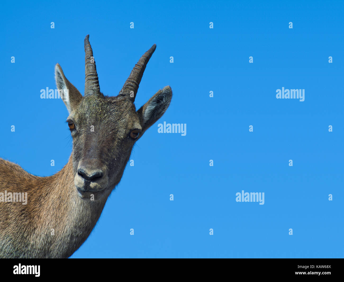 Alpine goat hi-res stock photography and images - Alamy