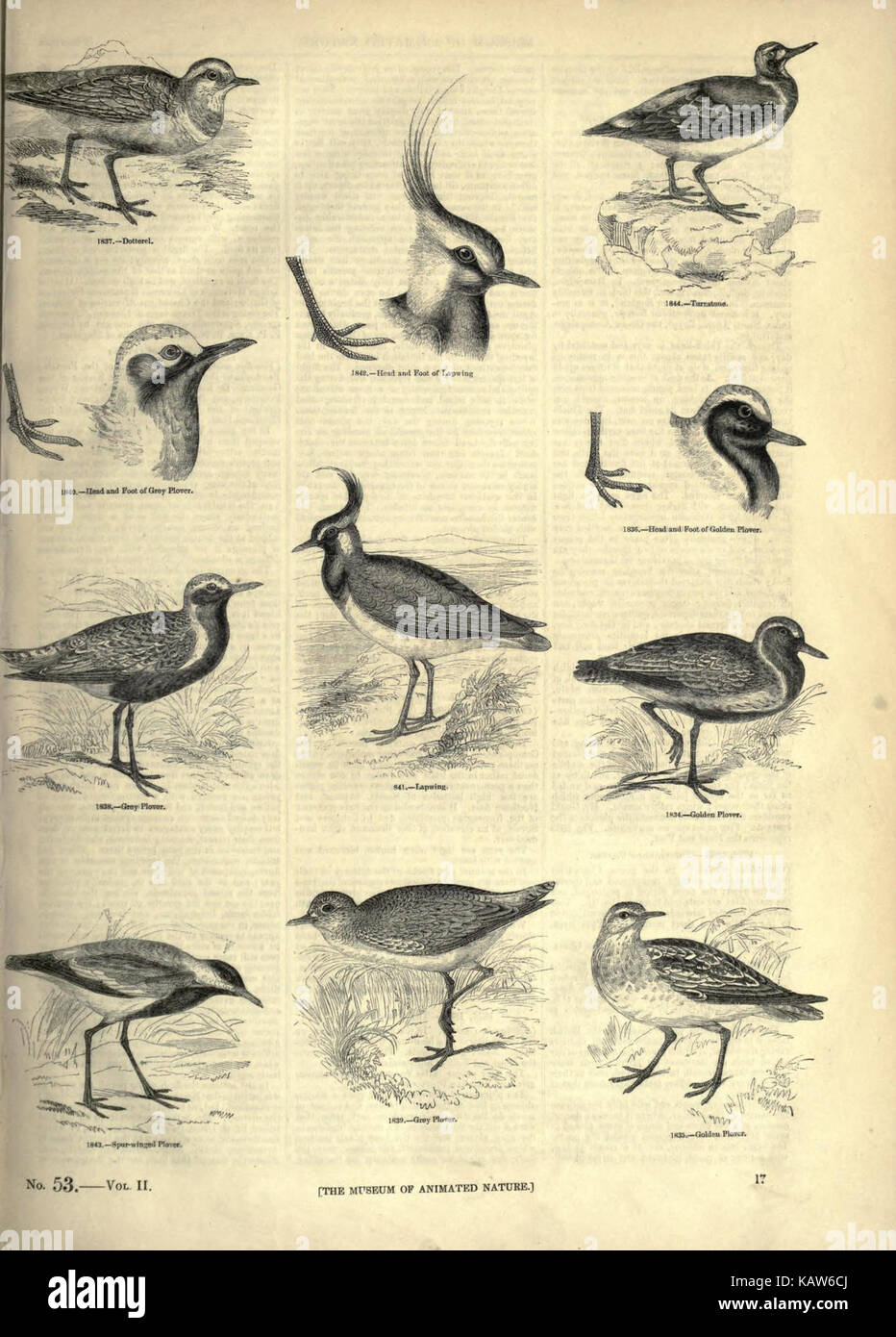 The 'Pictorial Museum of Animated Nature' is a work that documents ...