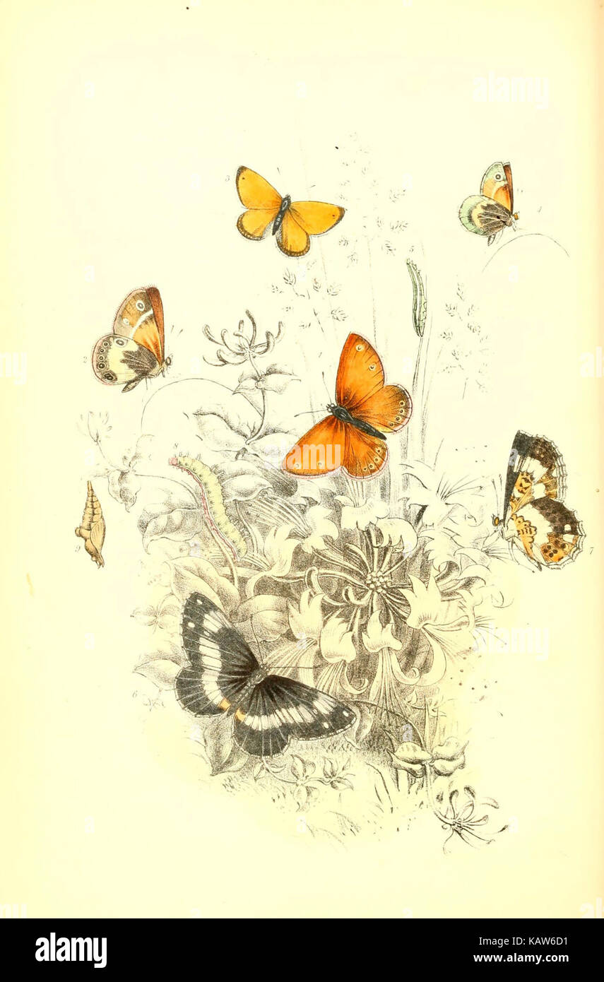 A detailed scientific work on the genera and species of butterflies ...