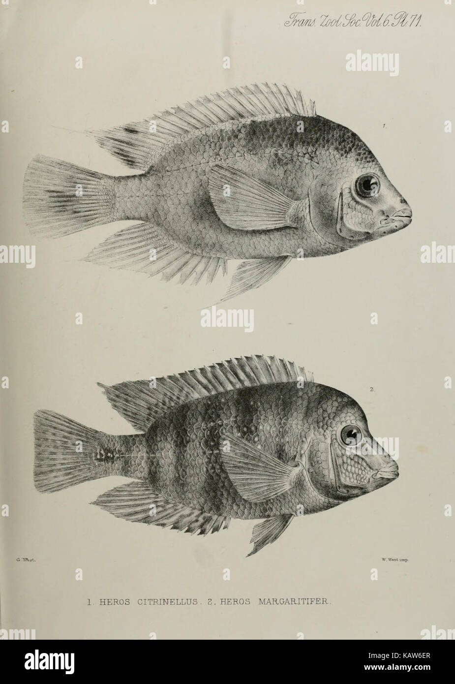 Transactions of the Zoological Society of London (Pl. 71) (7408570312 ...