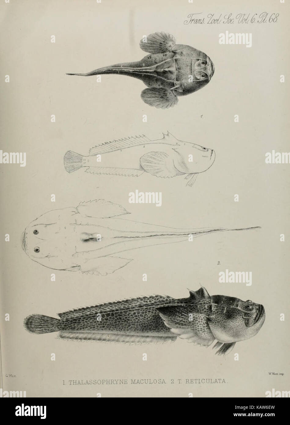 Scientific animal illustration hi-res stock photography and images - Alamy