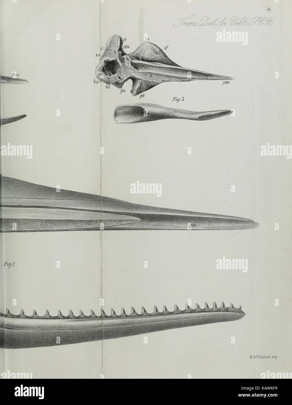 Transactions of the Zoological Society of London (Pl. 56) (7408548260 ...