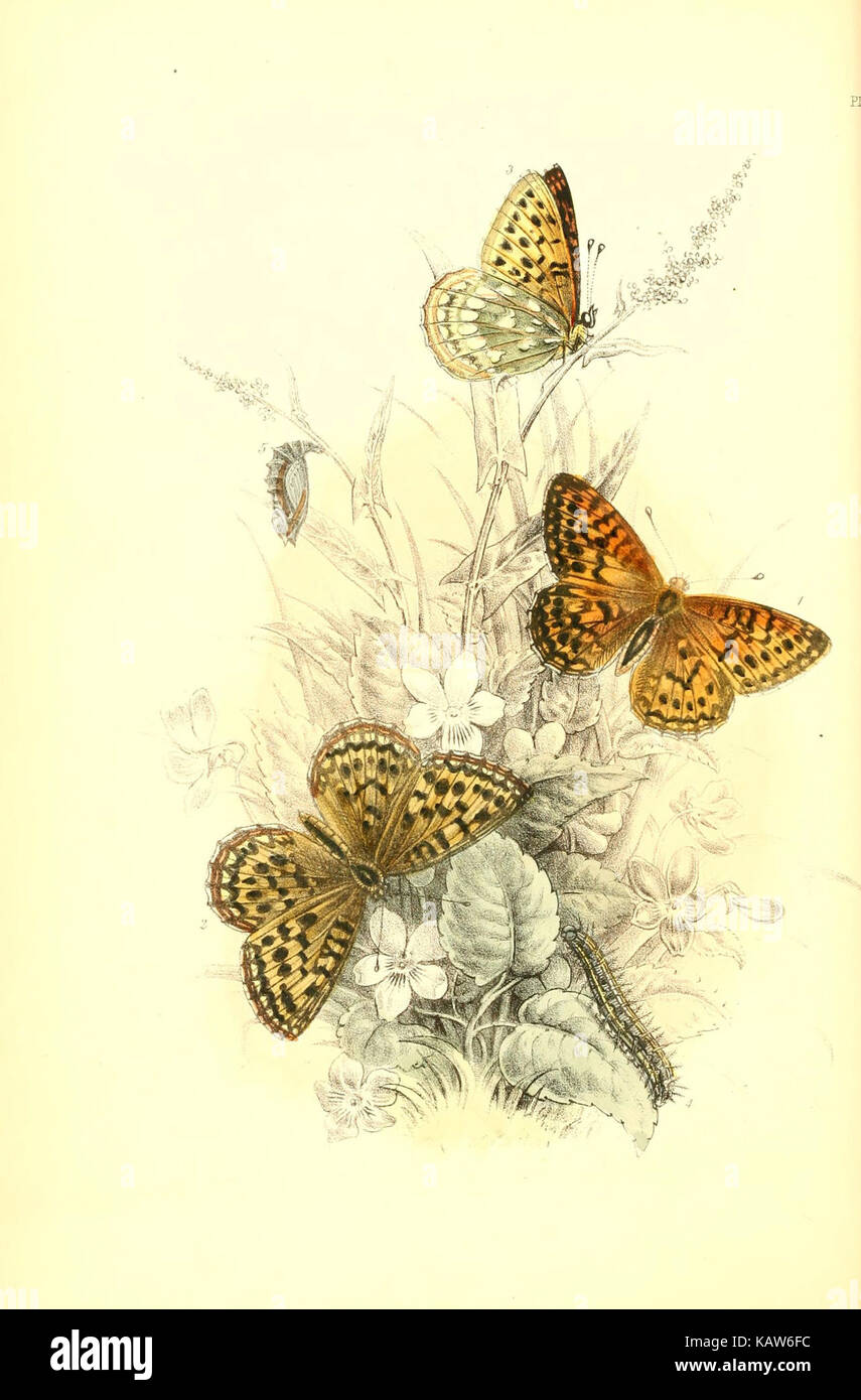 Detailed study on british hi-res stock photography and images - Alamy