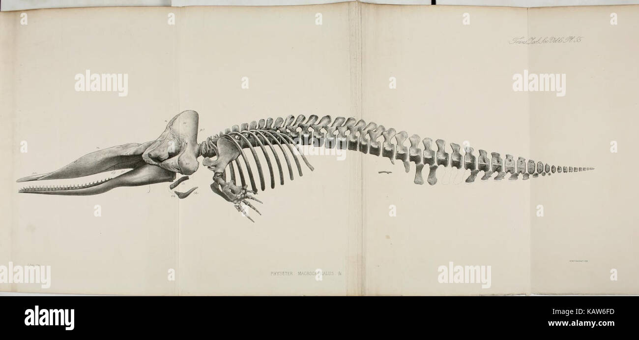 Transactions of the Zoological Society of London (Pl. 55) (7408545974 ...