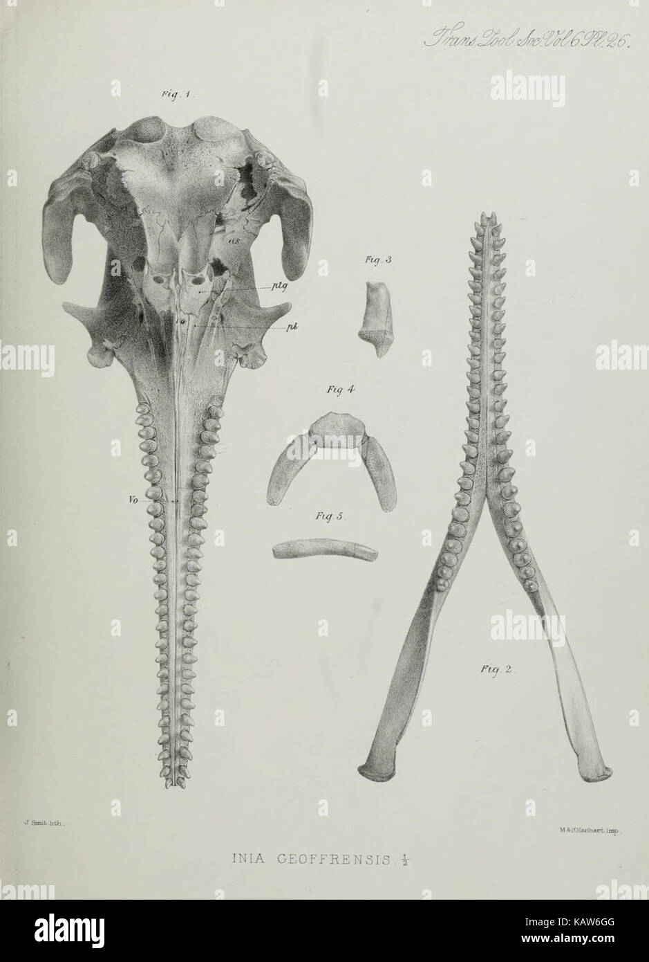 This plate from the 'Transactions of the Zoological Society of London ...