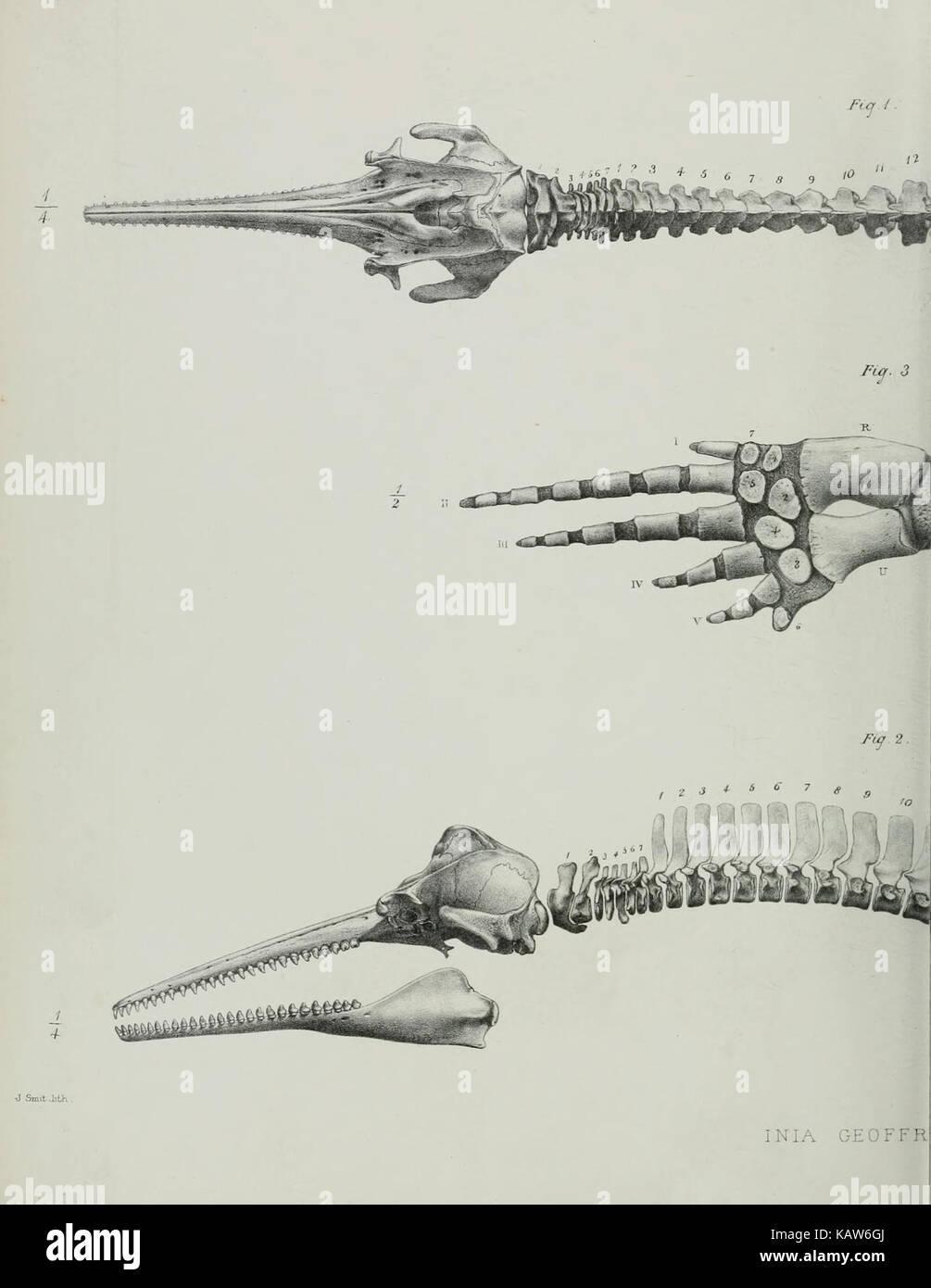 Transactions of the Zoological Society of London (Pl. 25) (7408483630 ...