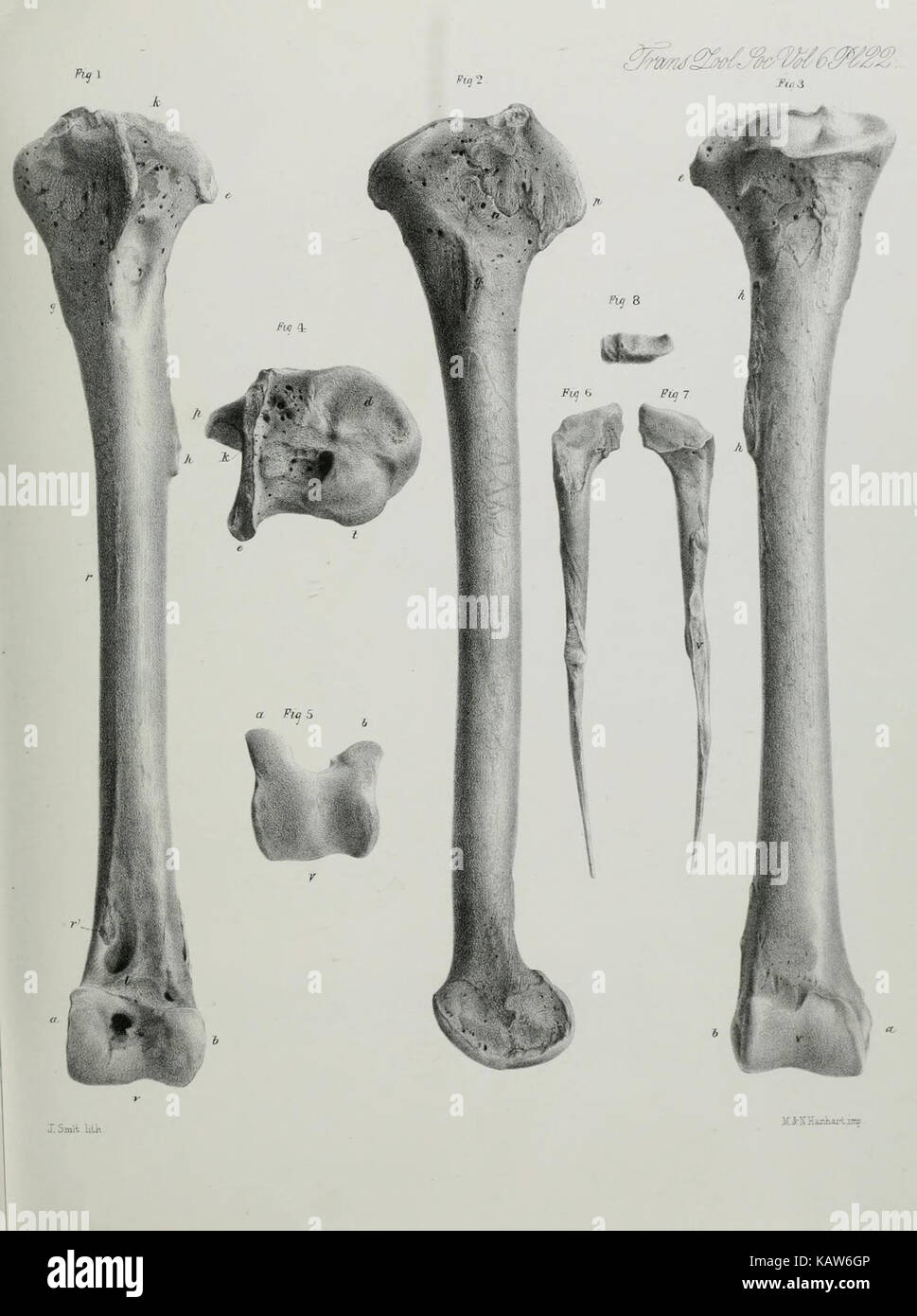 Transactions of the Zoological Society of London (Pl. 22) (7408478234 ...