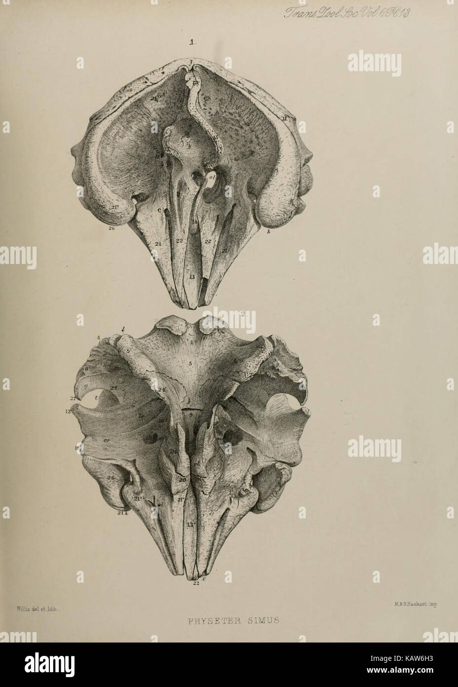 Transactions of the Zoological Society of London (Pl. 13) (7408460496 ...