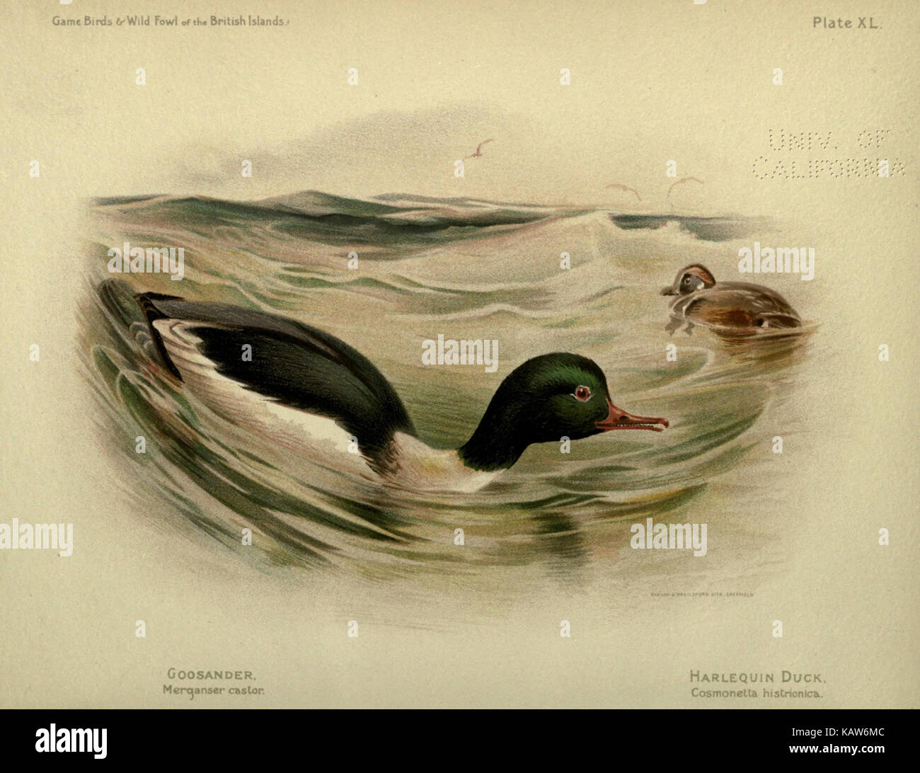 Old british fowl hi-res stock photography and images - Alamy