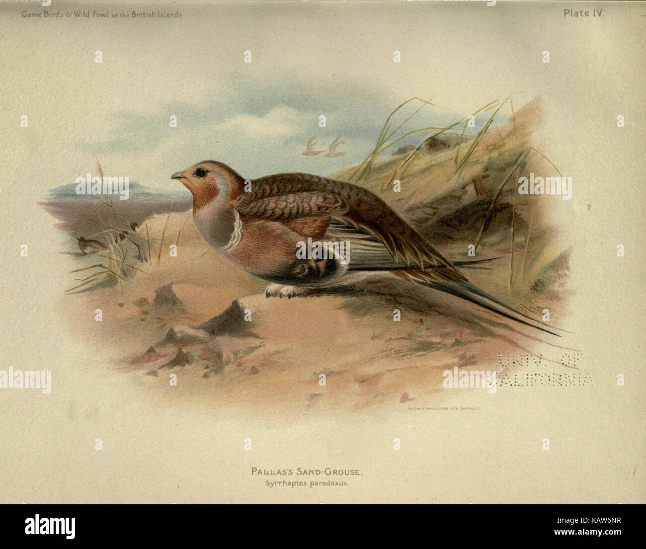 Old british fowl hi-res stock photography and images - Alamy