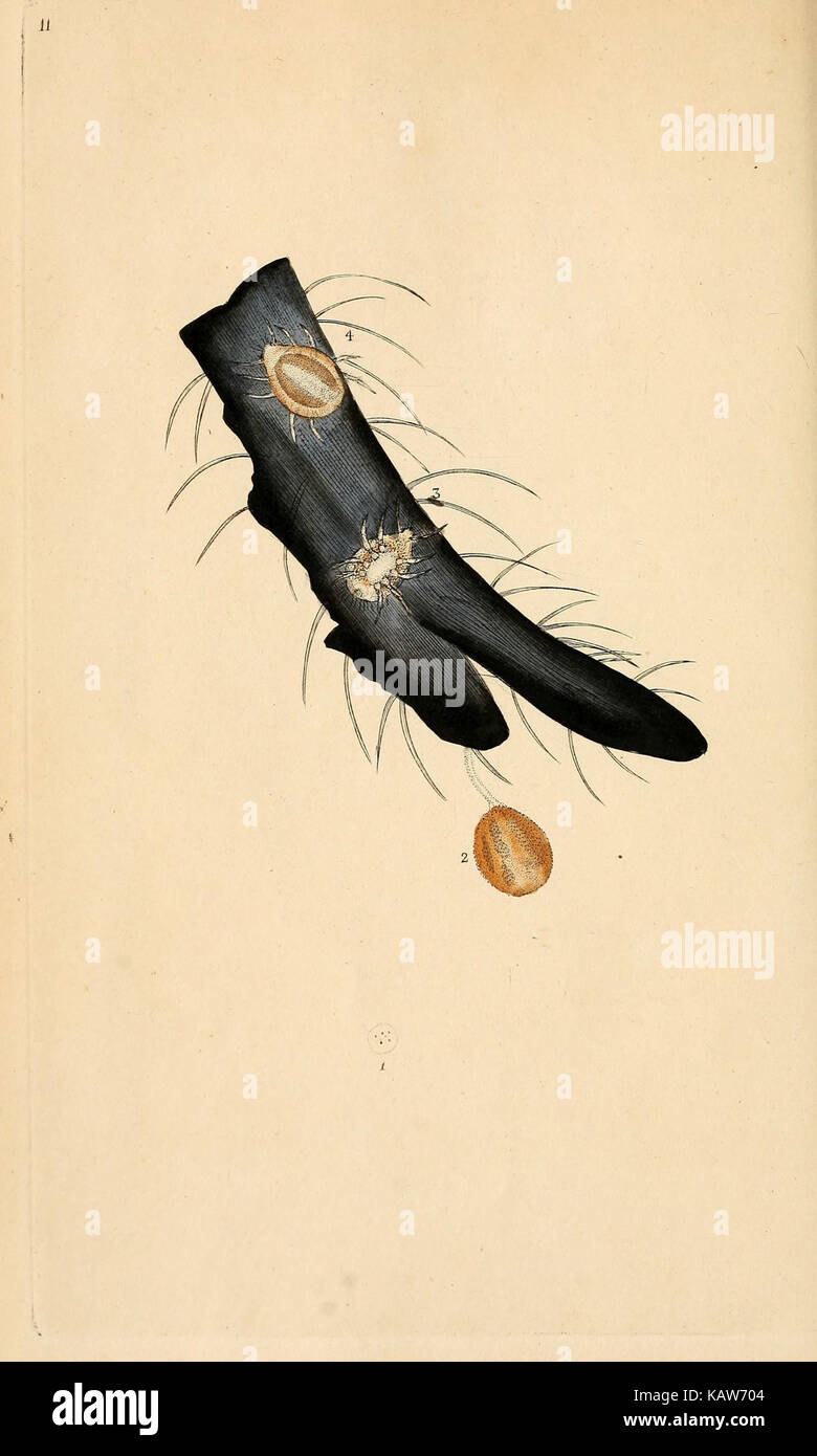 The natural history of British insects (6070533172 Stock Photo - Alamy