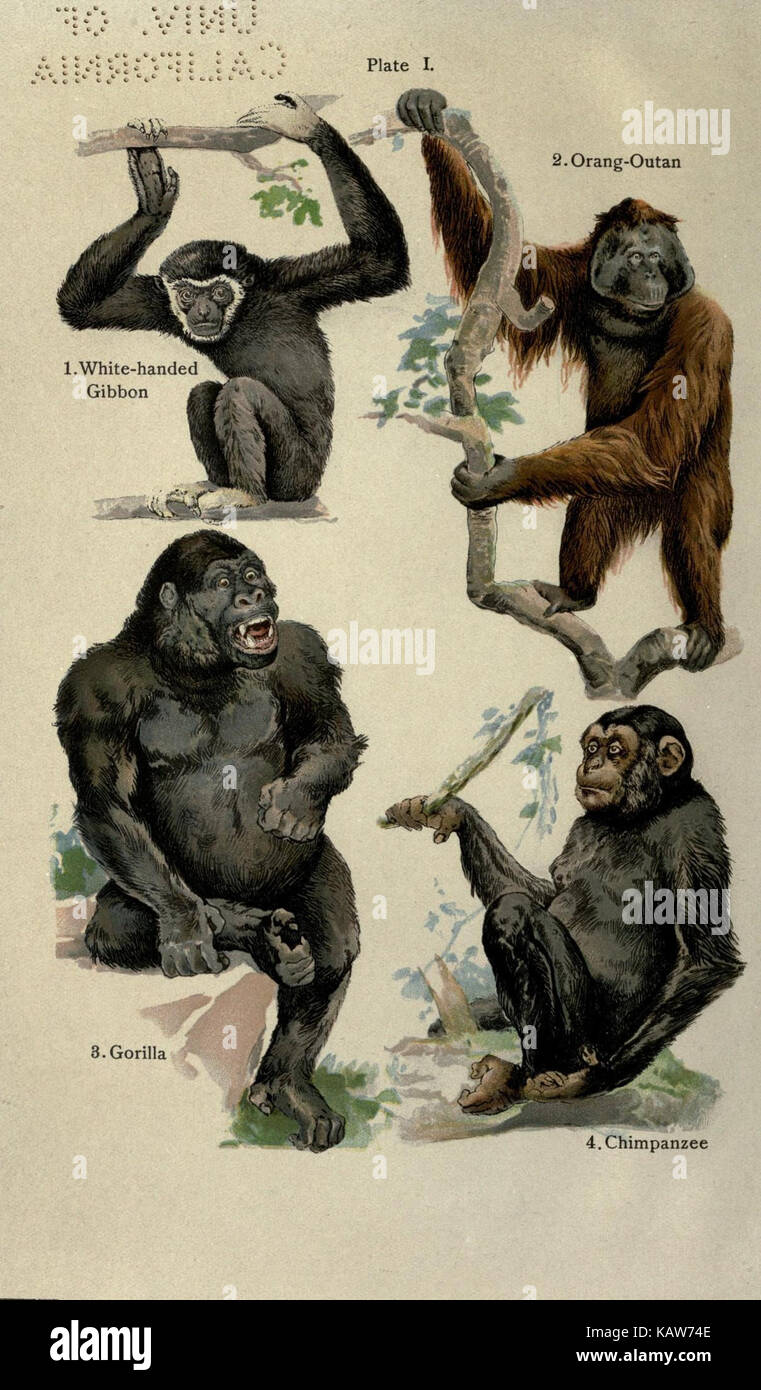 The handy natural history (Coloured Plate I) (6881658479 Stock Photo ...