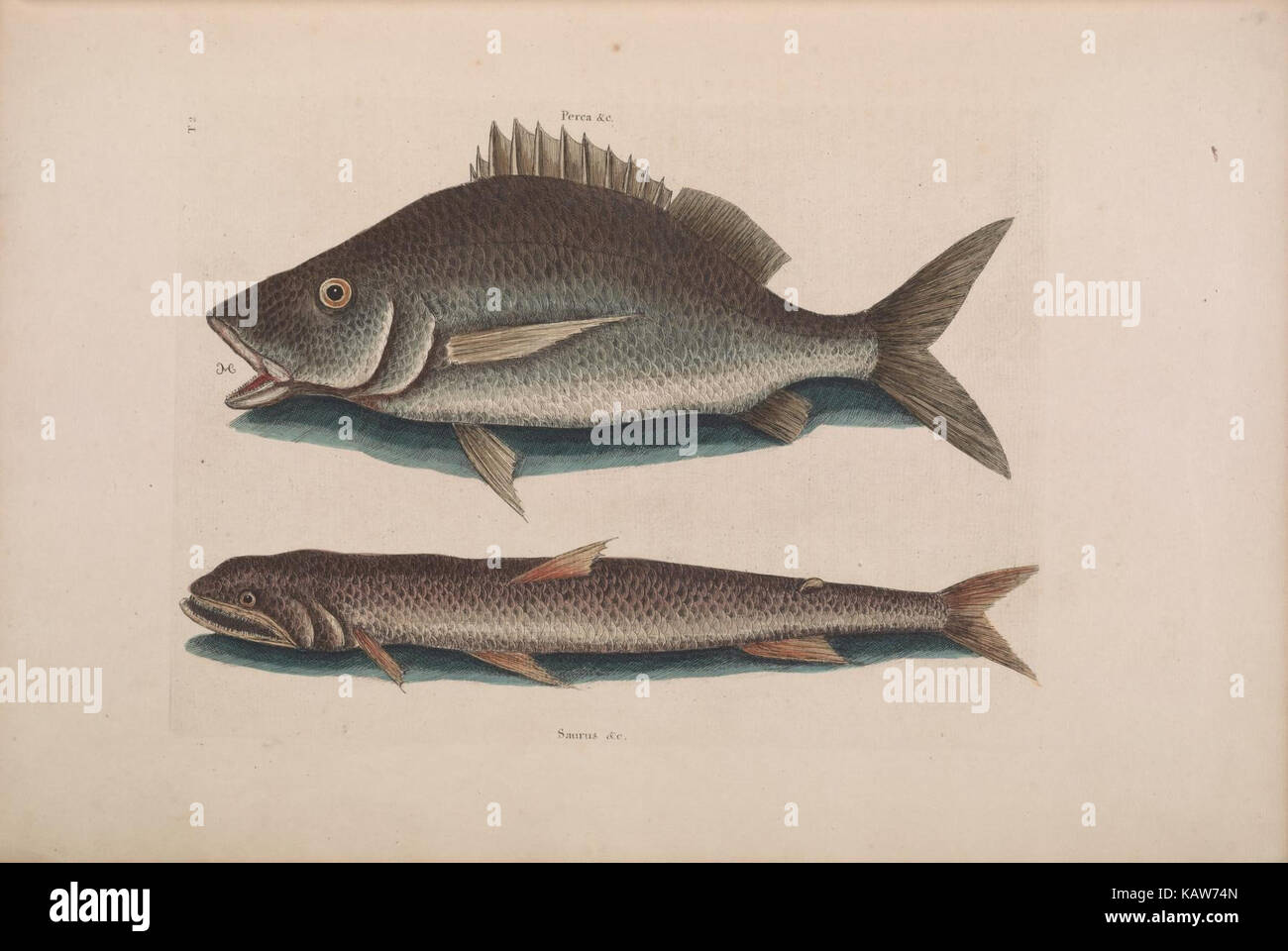 This 18th-century illustration from 'The Natural History of Carolina ...