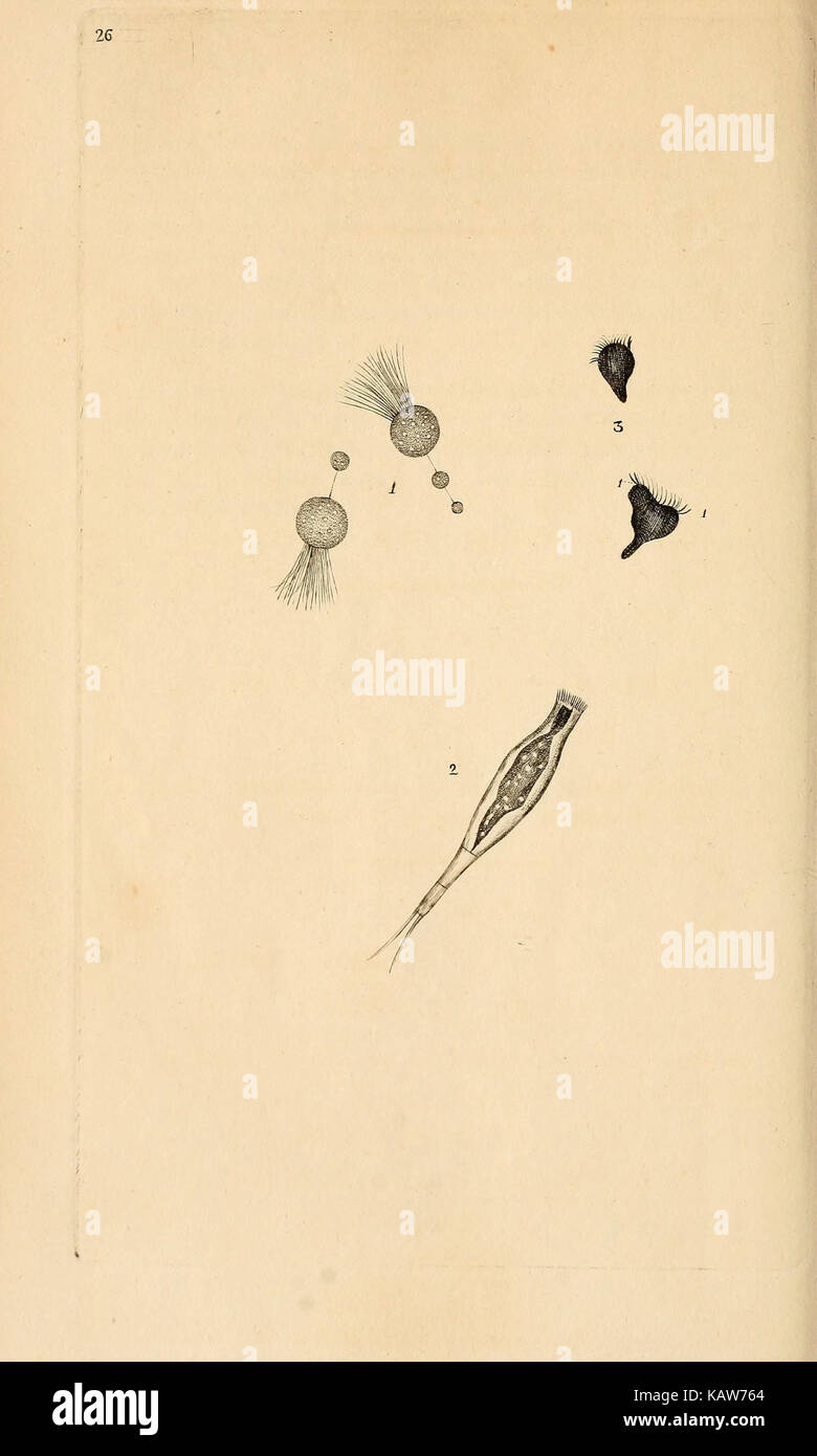 An illustration from *The Natural History of British Insects ...