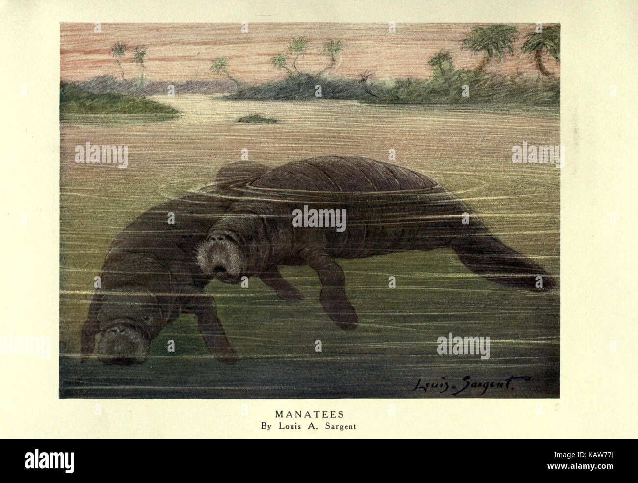 Wild facts hi-res stock photography and images - Alamy