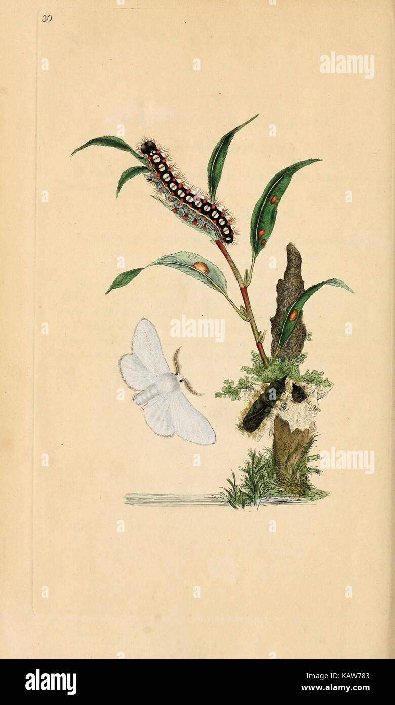 The natural history of British insects (6070543090 Stock Photo - Alamy