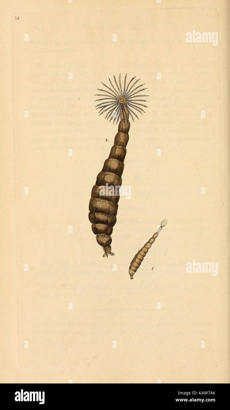 The natural history of British insects (6069998699 Stock Photo - Alamy