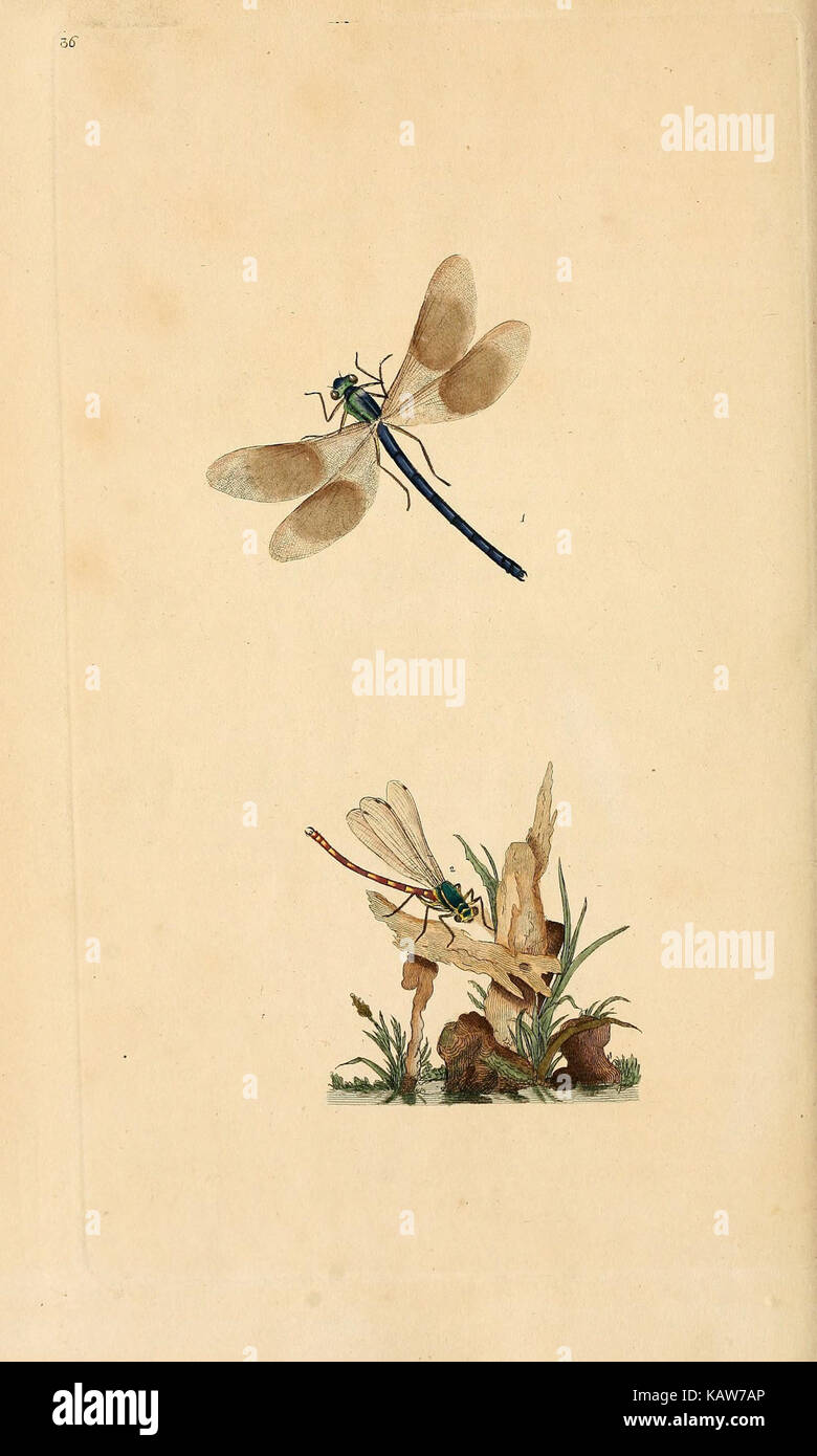 The natural history of British insects (6069999125 Stock Photo - Alamy