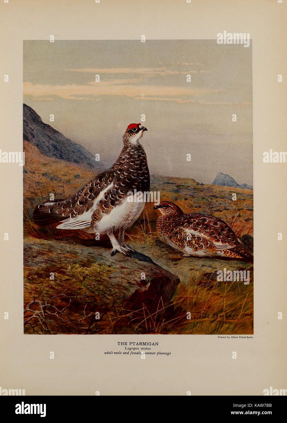 This drawing from 'The Natural History of British Game Birds' showcases ...