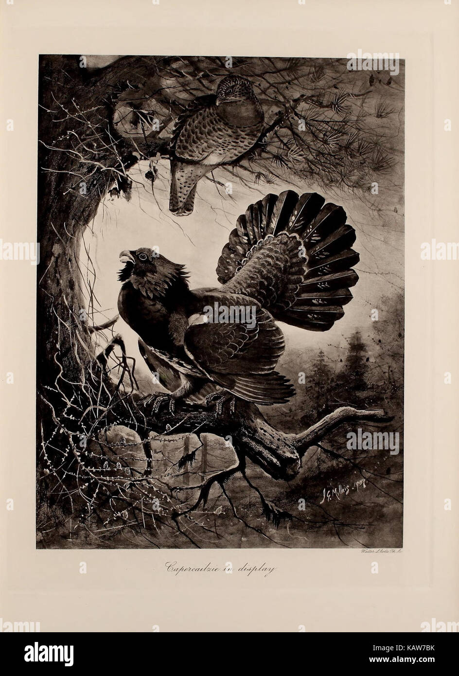 The natural history of British game birds (21707781105 Stock Photo - Alamy