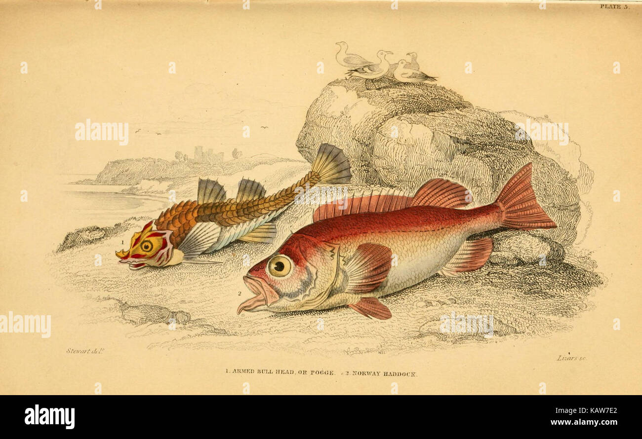 The natural history of British fishes (6072564911 Stock Photo - Alamy