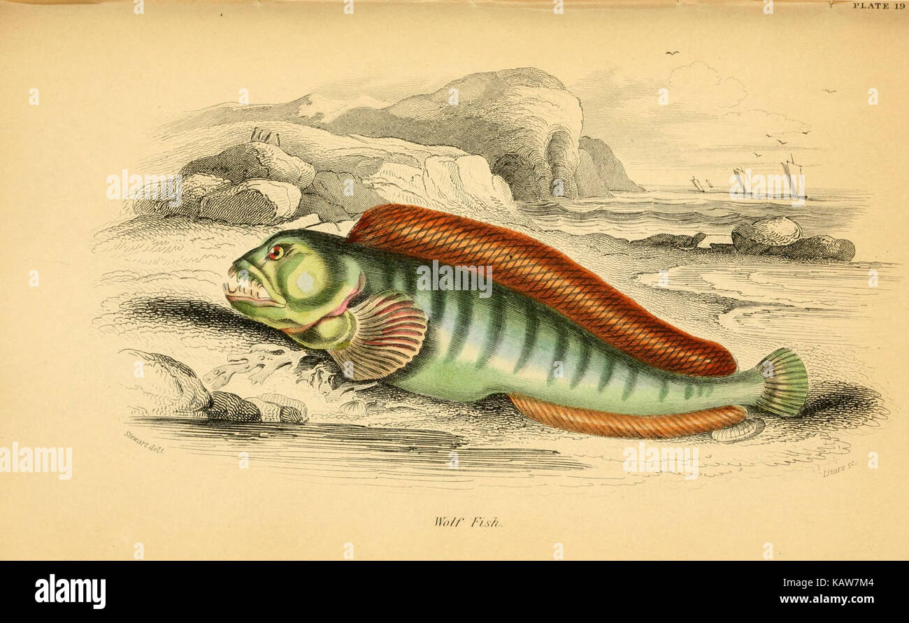 Natural History Of British Fishes High Resolution Stock Photography and ...