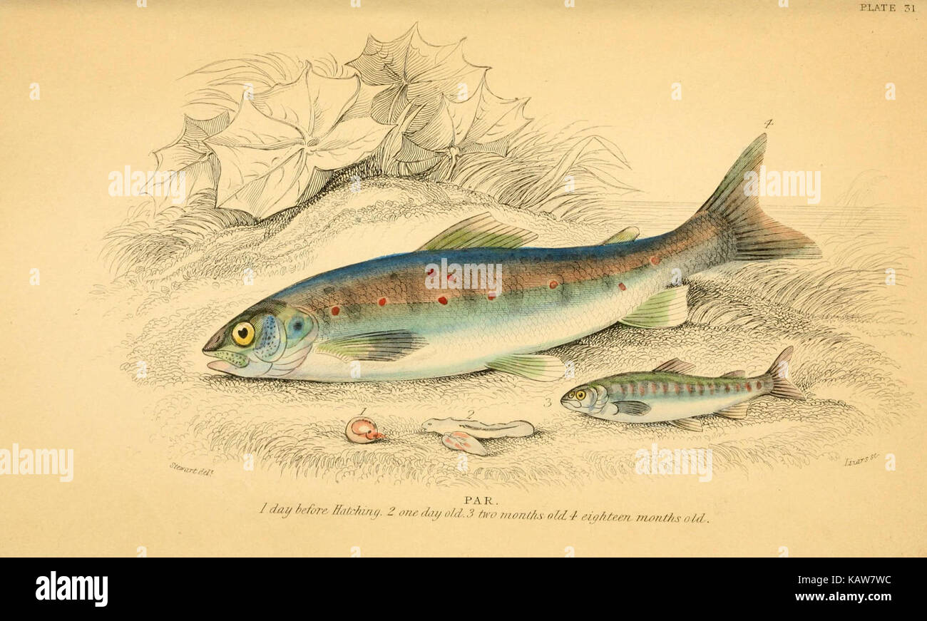 The natural history of British fishes (6072570893 Stock Photo - Alamy