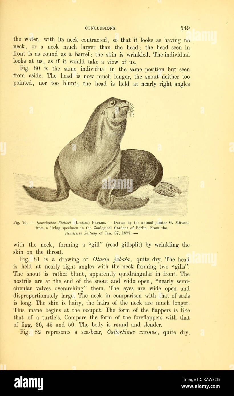 The great sea serpent (Page 549) BHL41617791 Stock Photo - Alamy