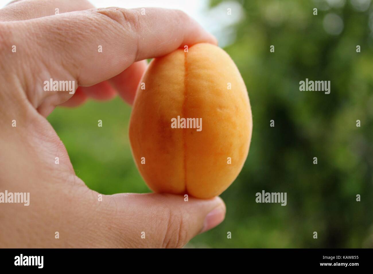 Fresh apricot close-up between two fingers of a human hand Stock Photo ...