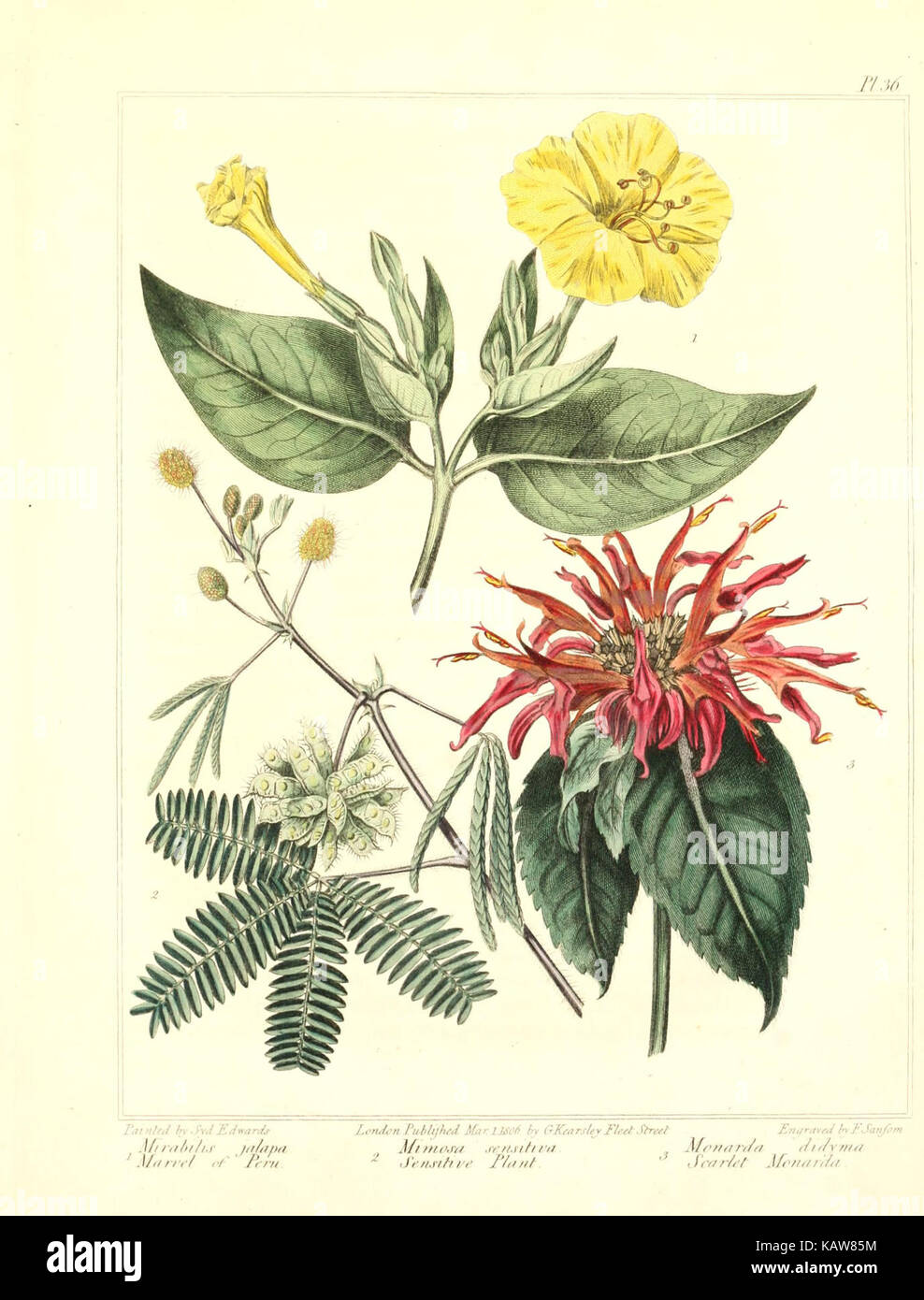 The new botanic garden (Pl. 36) BHL7395099 Stock Photo - Alamy