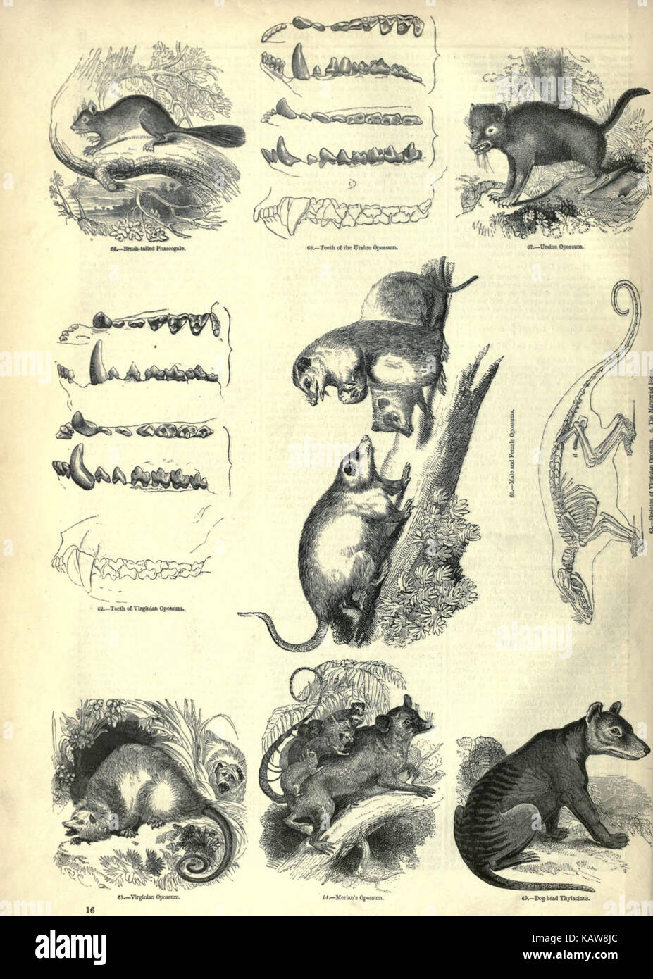 This image is from *The Pictorial Museum of Animated Nature*, a book ...
