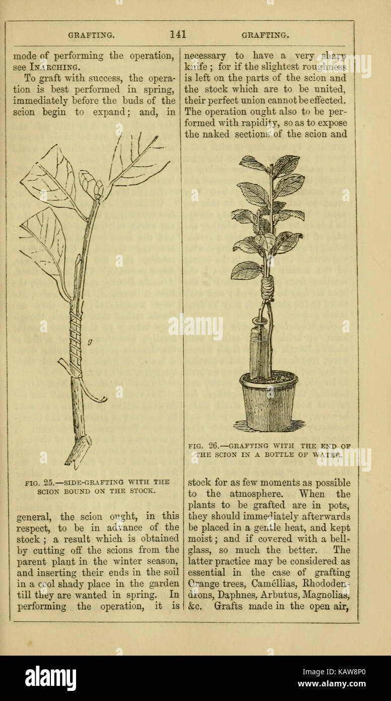 The ladies' companion to the flower garden (Page 141) BHL13571489 Stock ...