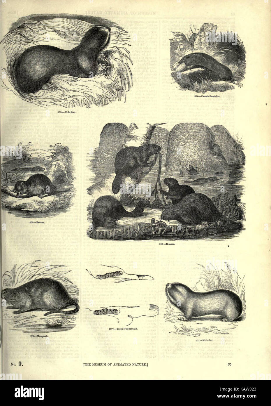 The Pictorial Museum of Animated Nature, illustrated in this page from ...