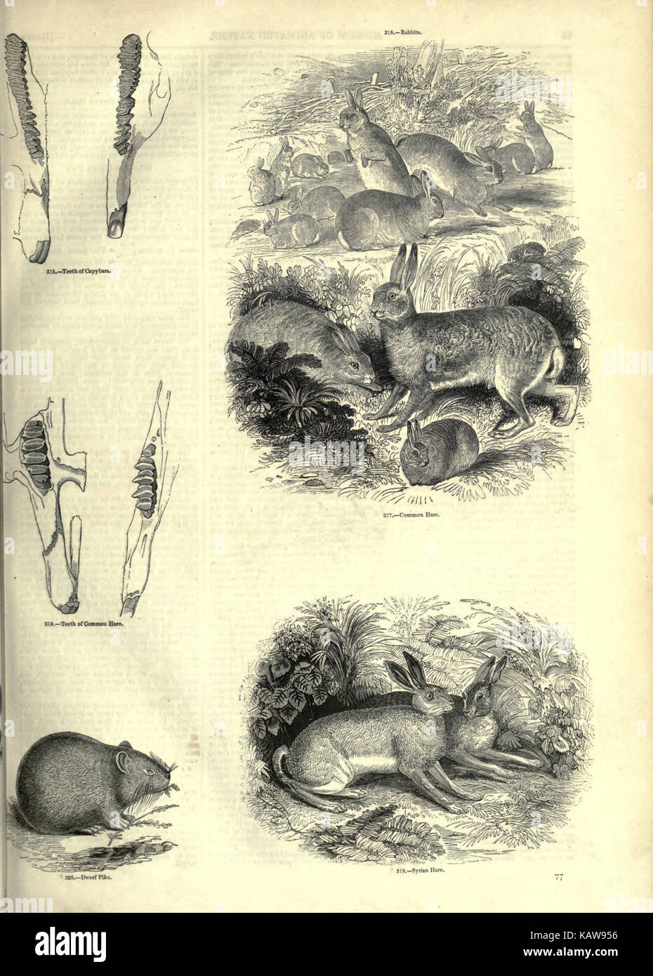 An illustration from *The Pictorial Museum of Animated Nature*, showing ...