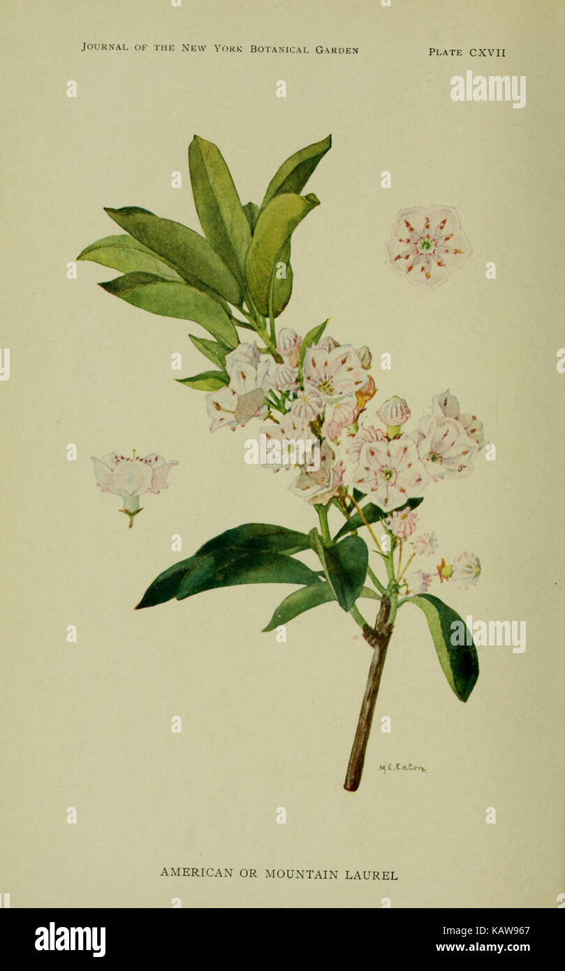 Plants threatened with extinction hi-res stock photography and images ...