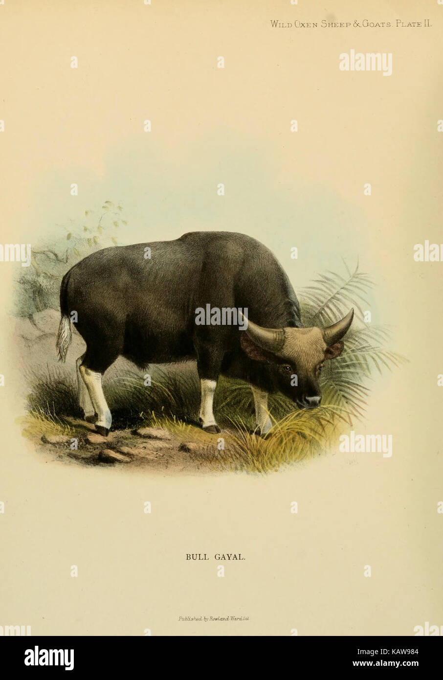 Wild oxen, sheep and goats of all lands, living and extinct (Plate II ...