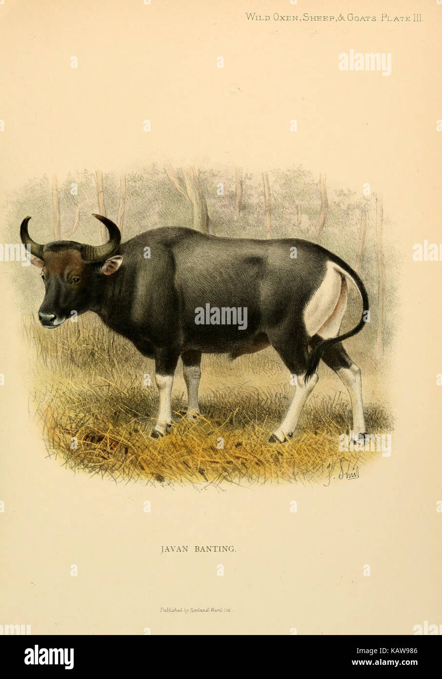 A scientific illustration depicting wild oxen, sheep, and goats from ...