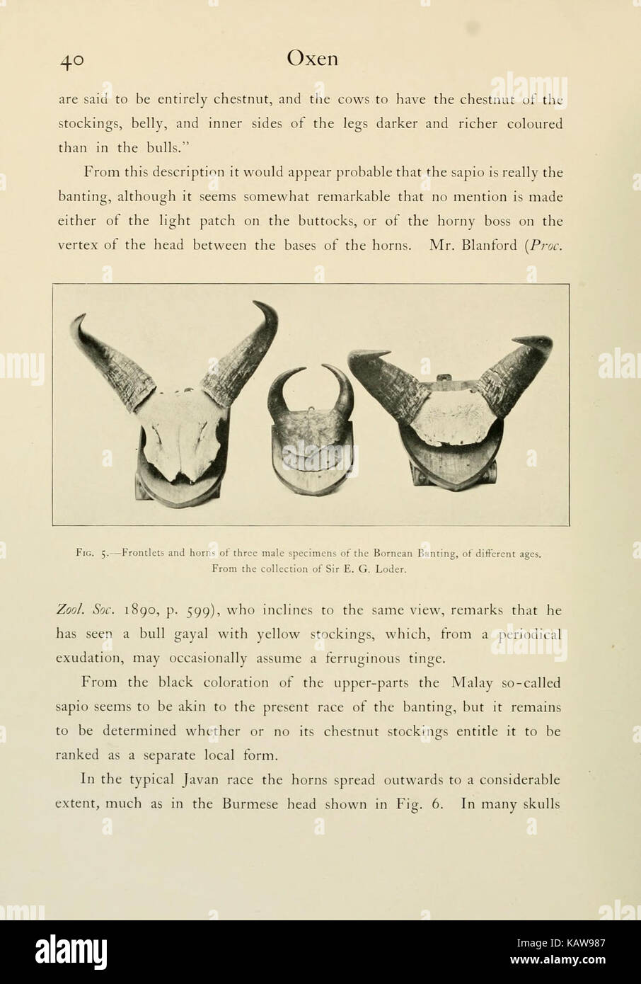 Oxen anatomy hi-res stock photography and images - Alamy