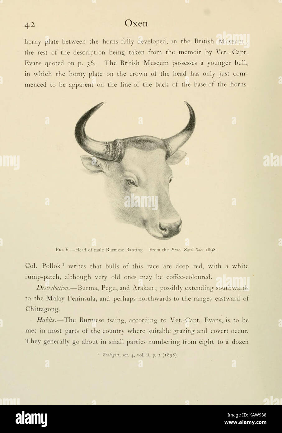Wild oxen, sheep and goats of all lands, living and extinct (Page 42 ...