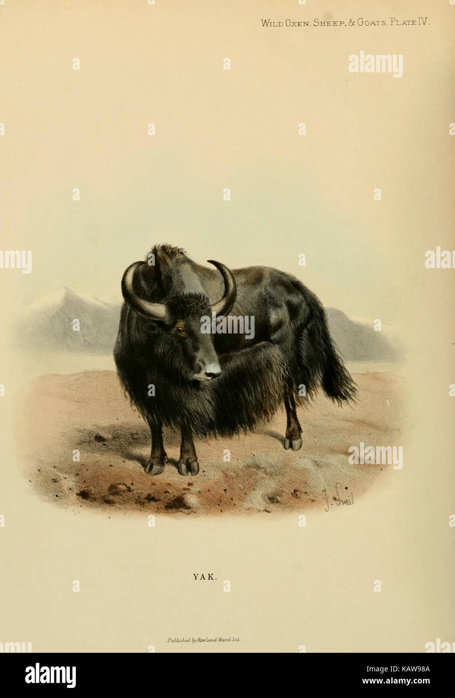 Wild oxen, sheep and goats of all lands, living and extinct (Plate IV ...