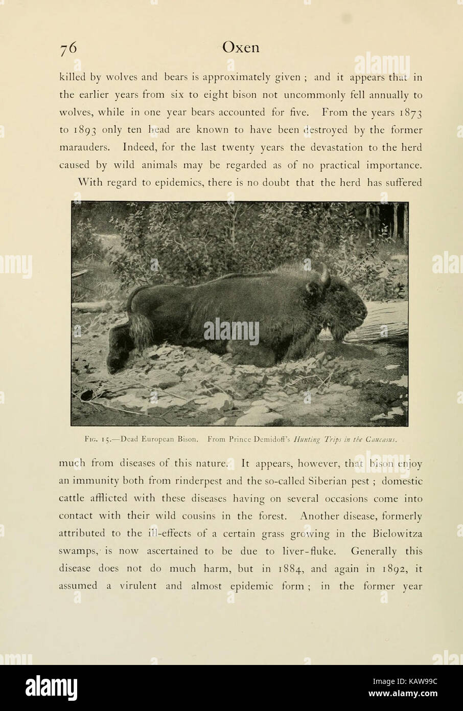 Wild oxen, sheep and goats of all lands, living and extinct (Page 76 ...