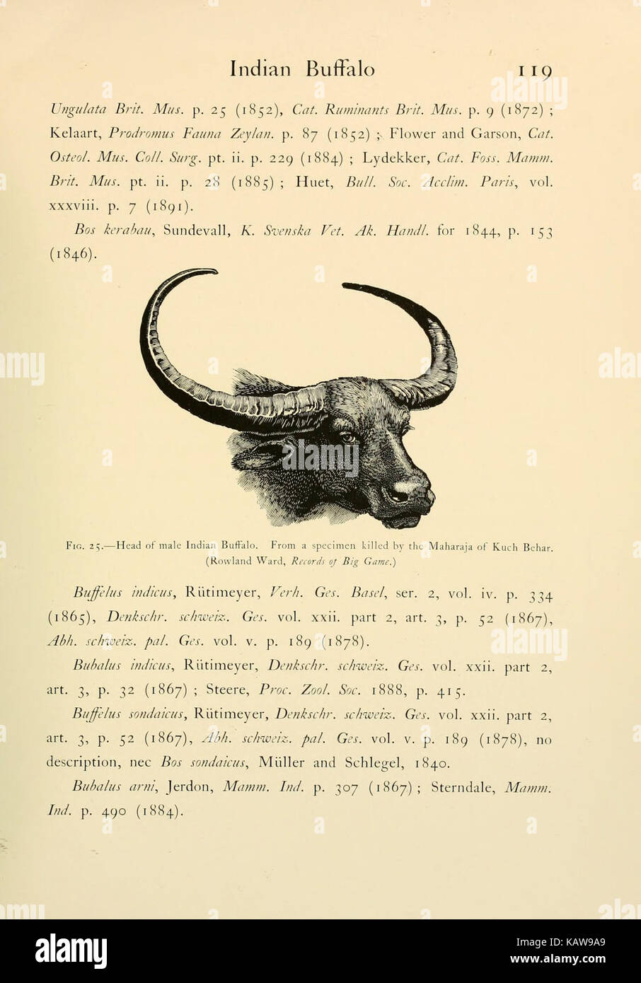 Wild oxen, sheep and goats of all lands, living and extinct (Page 119 ...
