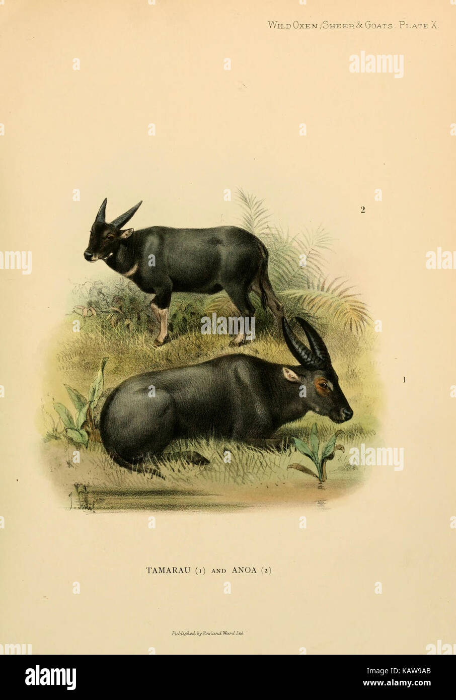 Wild oxen, sheep and goats of all lands, living and extinct (Plate X ...