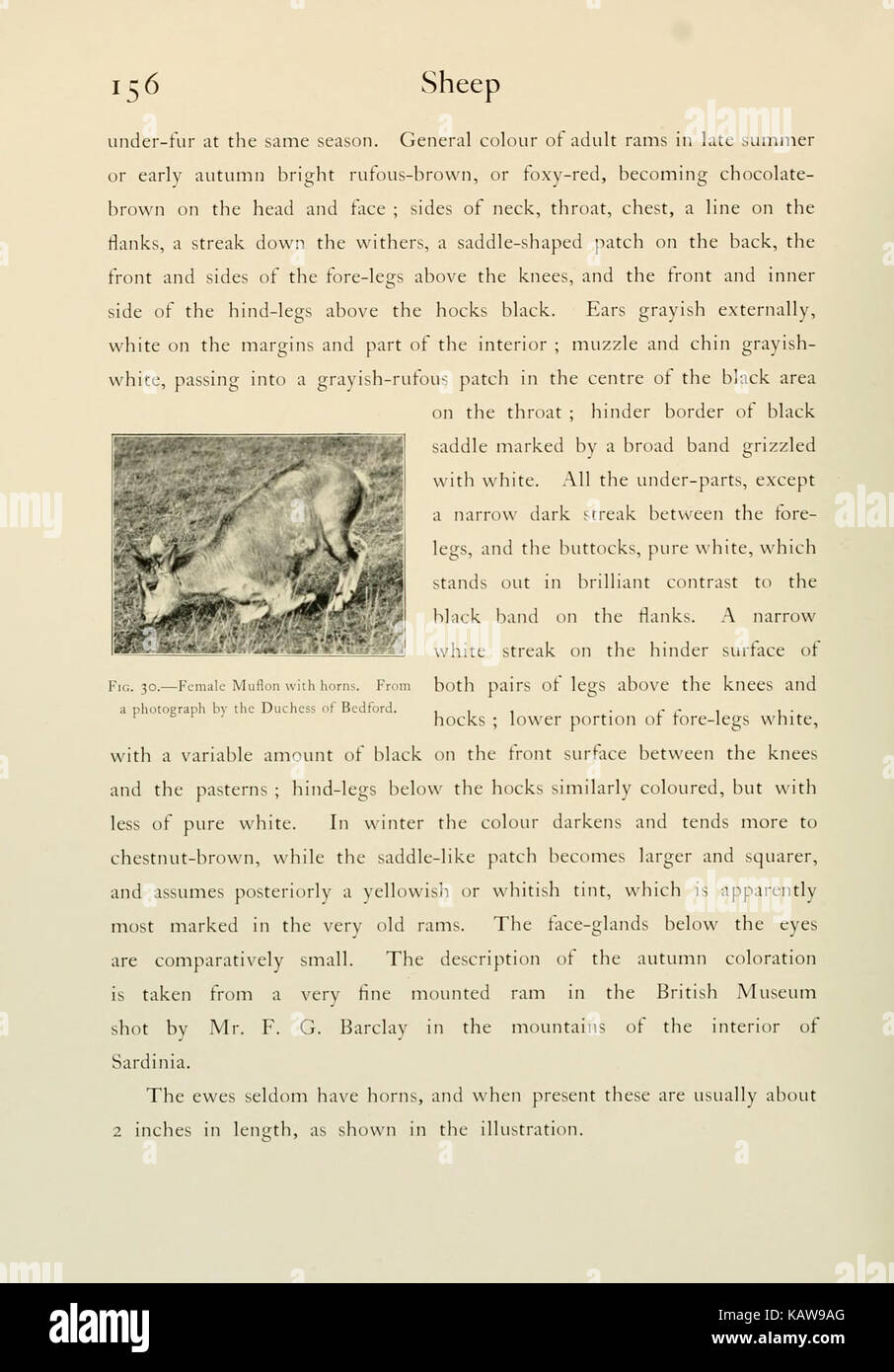 Wild oxen, sheep and goats of all lands, living and extinct (Page 156 ...