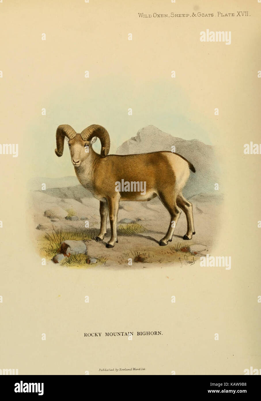 Wild oxen, sheep and goats of all lands, living and extinct (Plate XVII ...