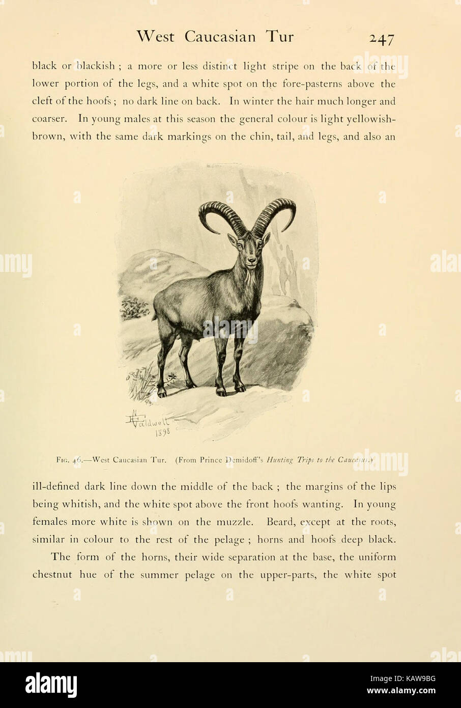 Wild oxen, sheep and goats of all lands, living and extinct (Page 247 ...