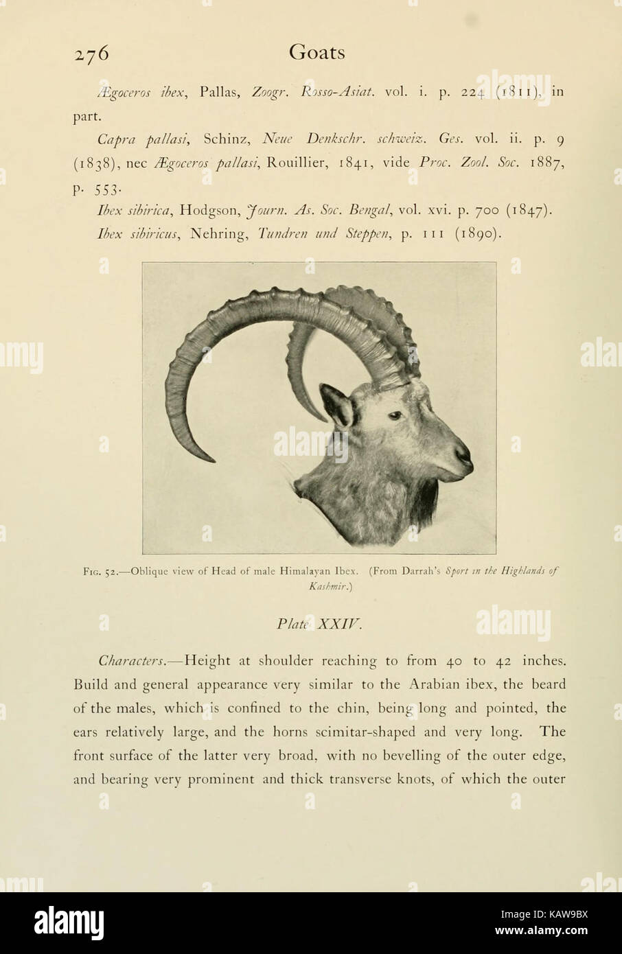 Wild oxen, sheep and goats of all lands, living and extinct (Page 276 ...