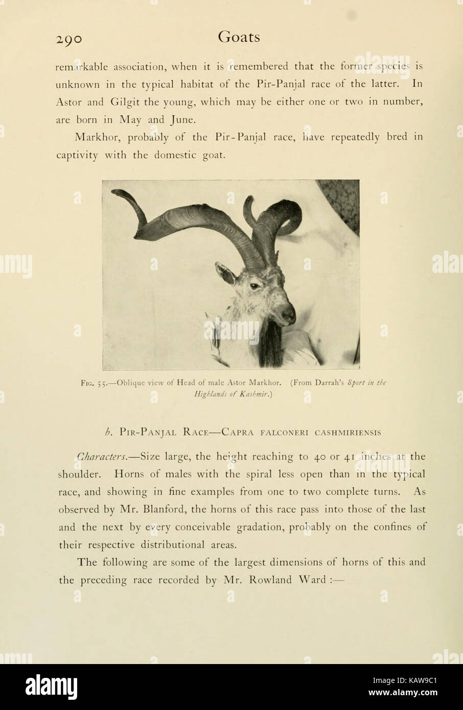 Wild oxen, sheep and goats of all lands, living and extinct (Page 290 ...